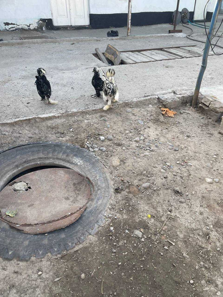 Karis yapon jojalar sotiladi