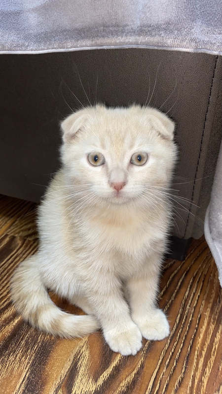милые котяты