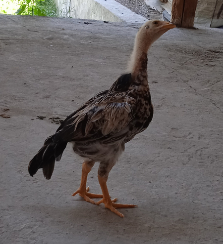 Zotli kulangi joʻjamiz sotiladi.Kelishtirib beraman