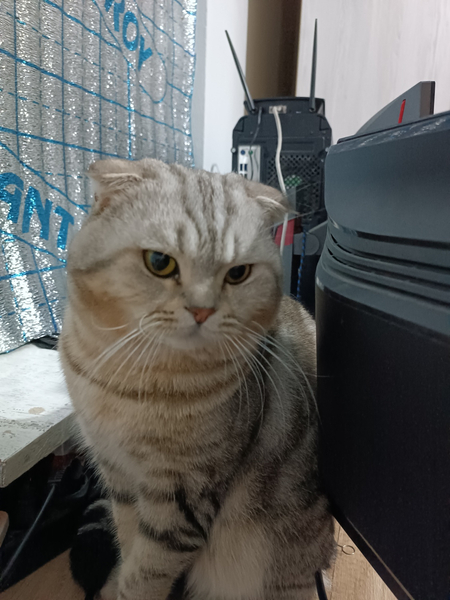 ВЯЗКА ! КОТ НА ВЯЗКУ шотландский Фолд