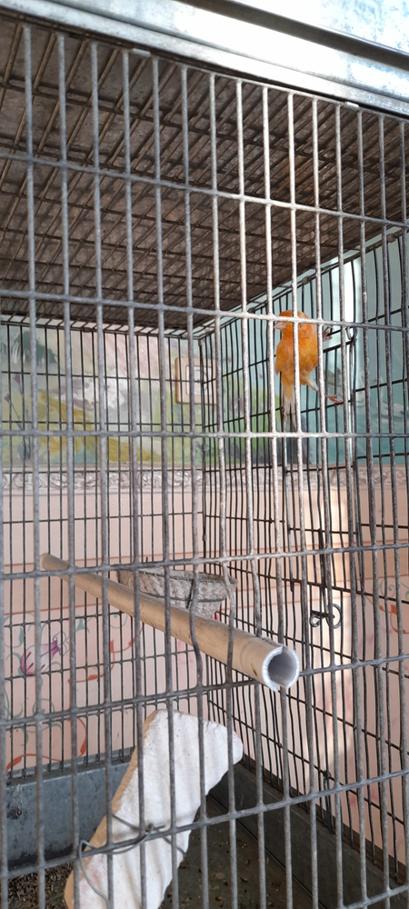 Канарейка продается