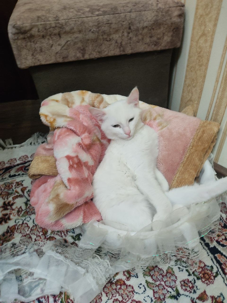 Turk angoʻrasi qiz bola 4.5 oylik