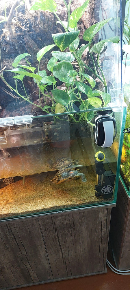 Akvarium paludarium