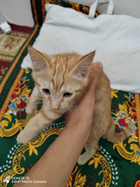 Отдам даром, двое котят