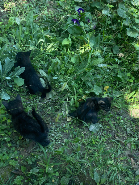 Котята бесплатно