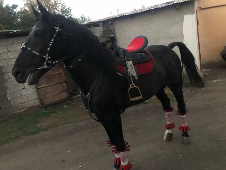 6 йошда от сотилади
