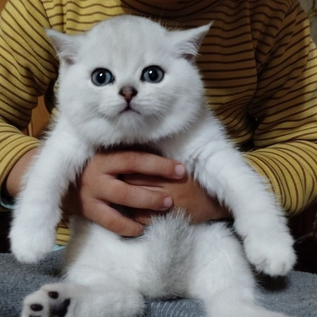 Продаётся котята