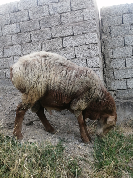 Qochqorlar sotiladi