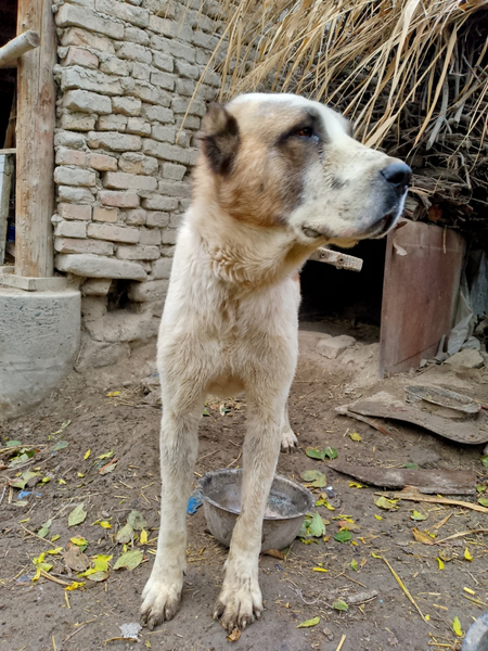 Alabay sotiladi narxini kelishamiz