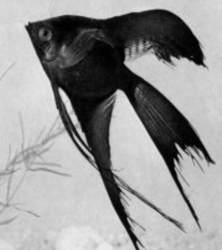 Akvarim baliqlar