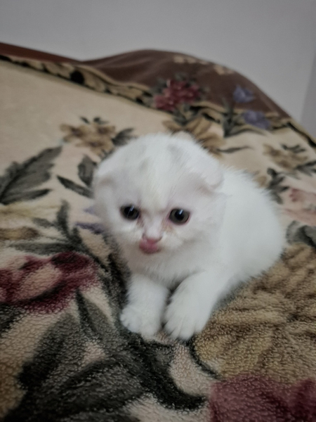 Продаётся котёнок Скотиш Фолд