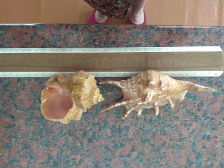 Ракушки морские .