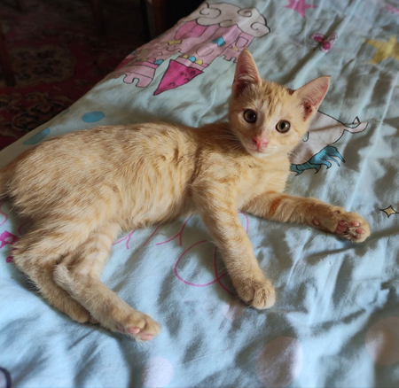 Отдаю котенка в хорошие руки !