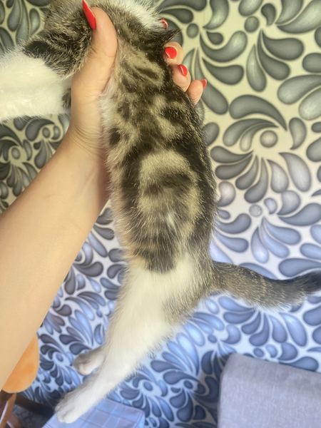 Кошки котенок