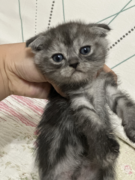 Шотландский фолд / Scottish fold mushukchalar