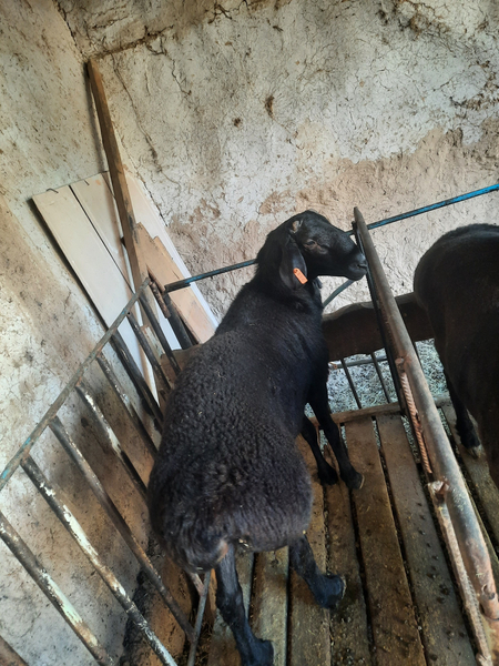 Qurbonlikga qo'chqor sotiladi