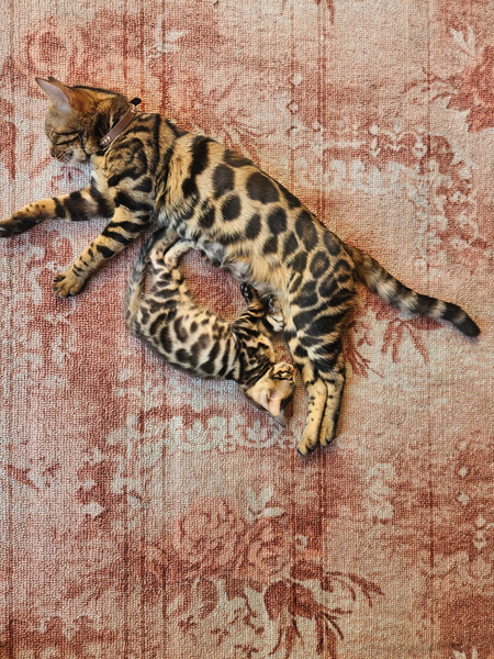 Bengal tozza qon