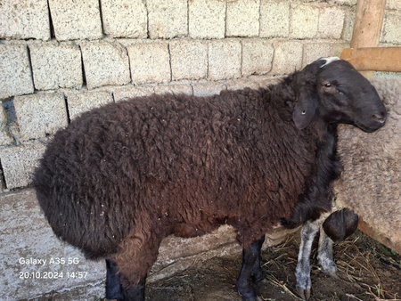 Qo\\\'y sotiladi. Xalol boqilgan