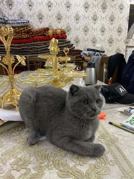 Scotiish fold cat