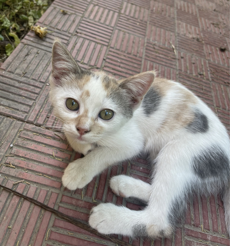 Отдаем котяток в добрые ручки
