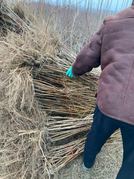 Barcha turdagi kuchatlar intinsif karlik polkarlik xamasi bor
