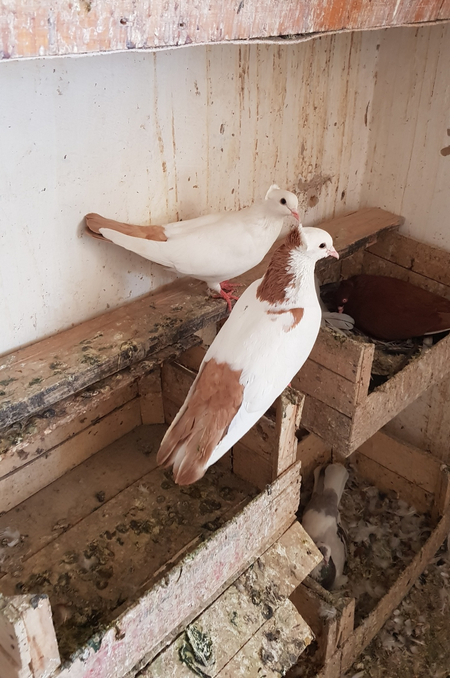Бакинскийи игровый голуби продаю