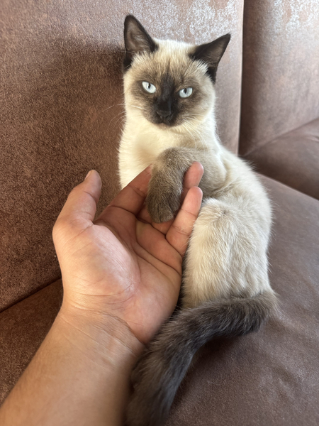 Чистокровный сиамская кошка