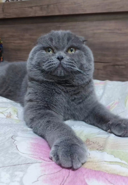 На вязку привозной Скоттиш фолд