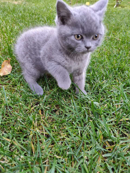 Котёнок. Скоттиш страйт. Котёнок.