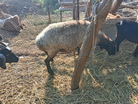 Qisir qo'ylar sotiladi