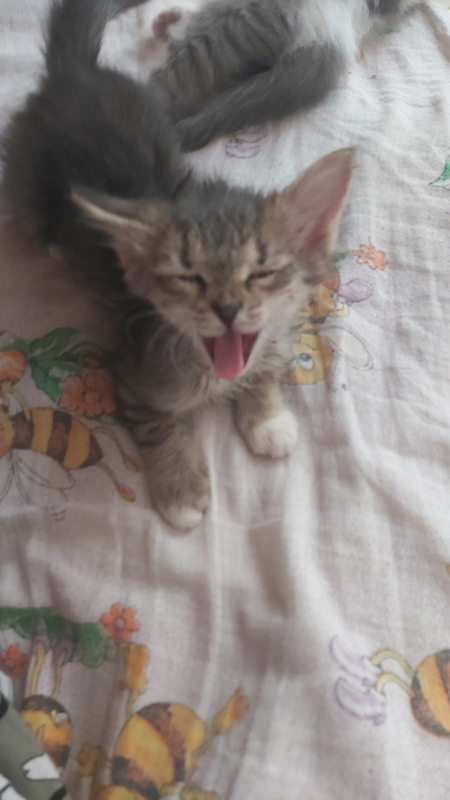 Пристраиваются котята