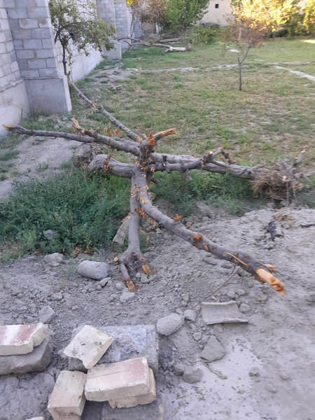 Утин бор ,тароша кунда бор