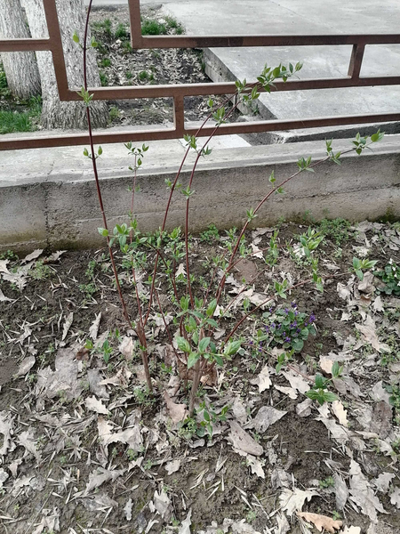 Жасмин молодой куст.