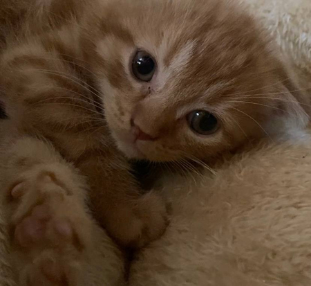 Котята скоттиш фолд