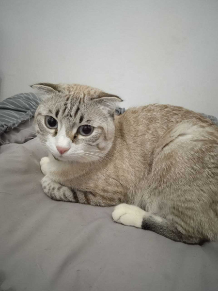 Шотландский вислоух кот