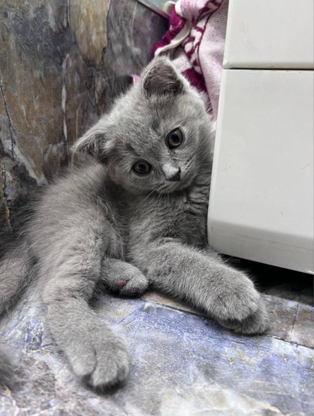 Котёнок скоттиш страйт