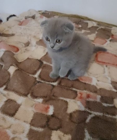 скоттш фолд девочки