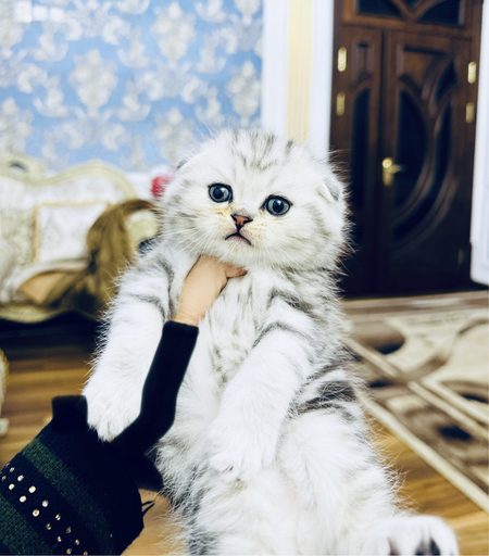 Шиншилла Серебро медвежаты Чистокровные