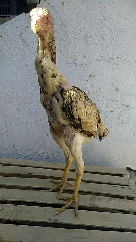Kulangi sotiladi