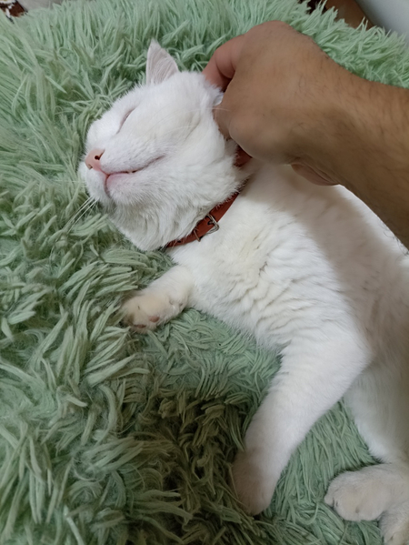 Отдам даром в хорошие добрые руки кота