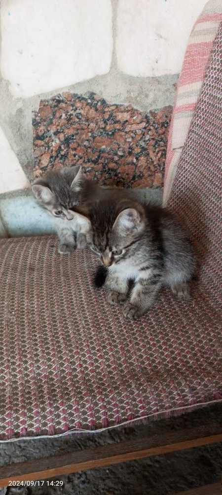 Отдам котят в хорошие руки!