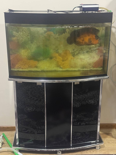 Akvarium ideal sotiladi