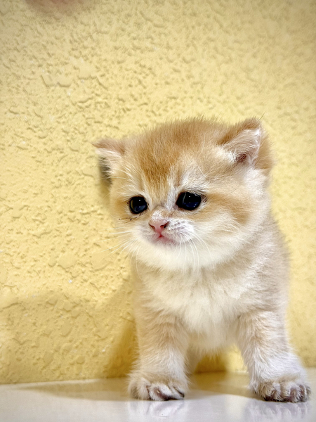 british golden shinshilla