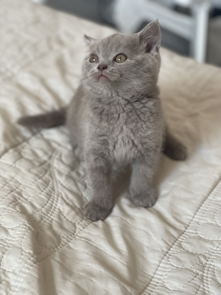Британские и скотиш фолд котята
