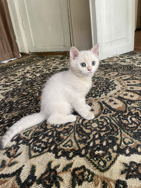 Котёнок Шиншила