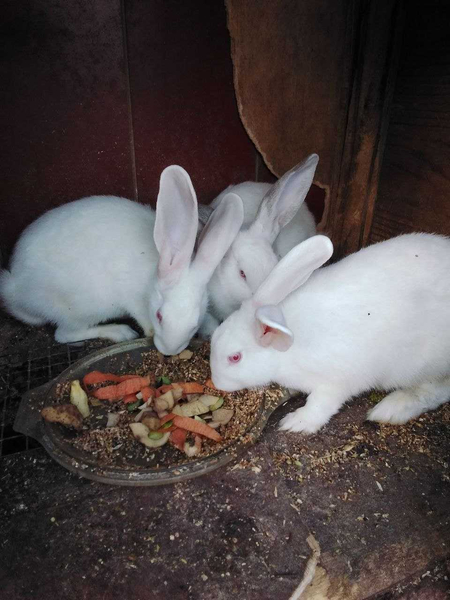 Калифорнийские кролики