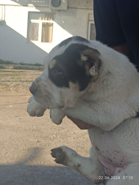 Алабай бульдозер