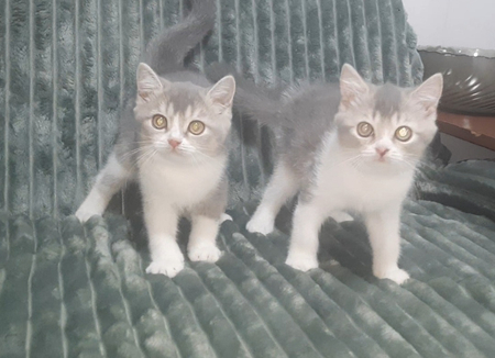 Скоттиш страйт котята