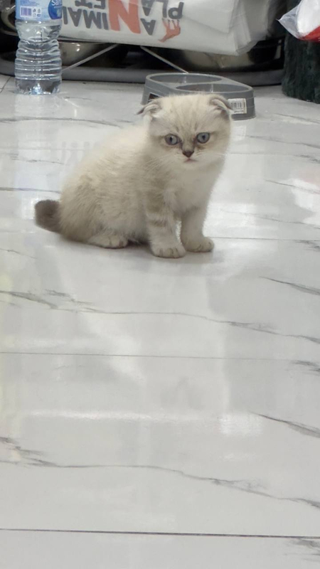 Очень умный котёнок!