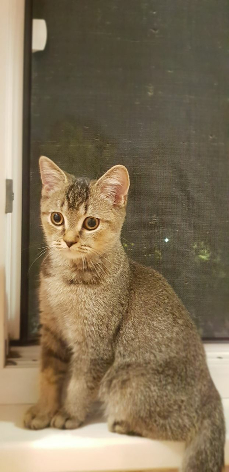 Котята Шотландские Шиншиллы